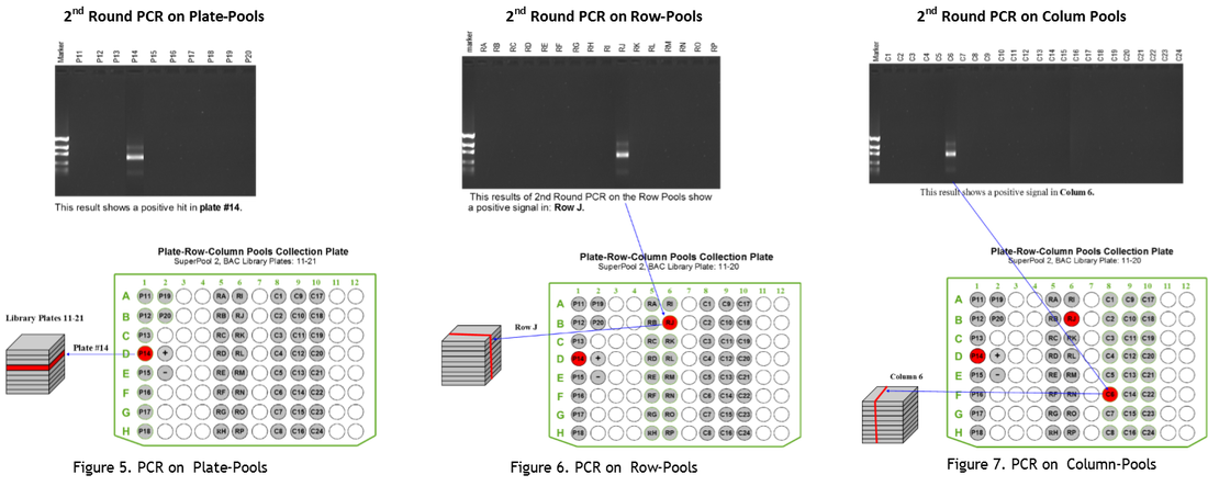 DNA Library Screening - Intact Genomics