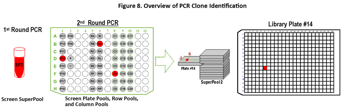 DNA Library Screening - Intact Genomics