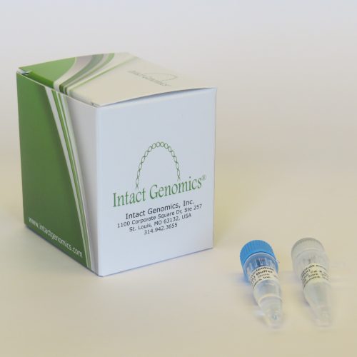 T4 Polynucleotide Kinase (PNK) - Intact Genomics