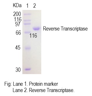 Reverse Transcriptase | igScript™ | Intact Genomics